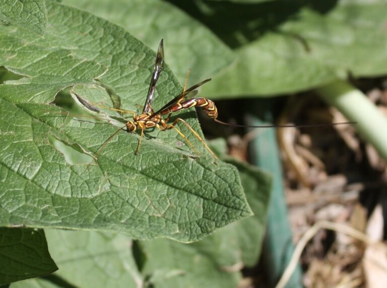 What’s In My Backyard?-Long-tailed Giant Ichneumonid Wasp – 5sparrows
